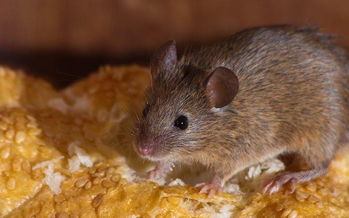 Blog - How To Keep Rodents Out of Restaurants In the Bay Area