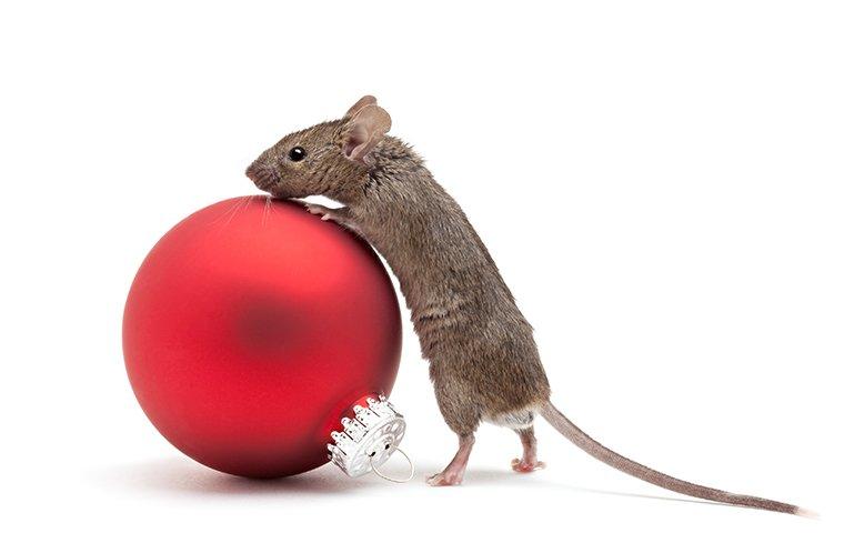 Jingle Bugs: A Comprehensive Guide To Holiday Pest Management For Homes ...