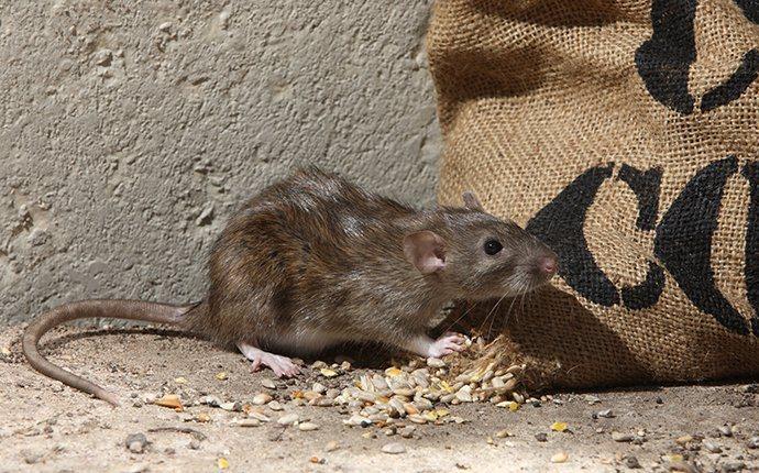Blog - Keep Rats Away From Your Bay Area Home This Holiday Season