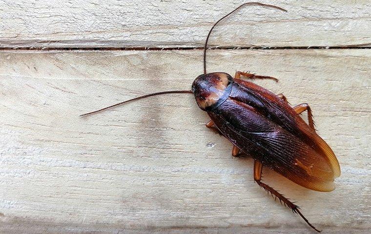 All About The Bay Area's Common Roaches