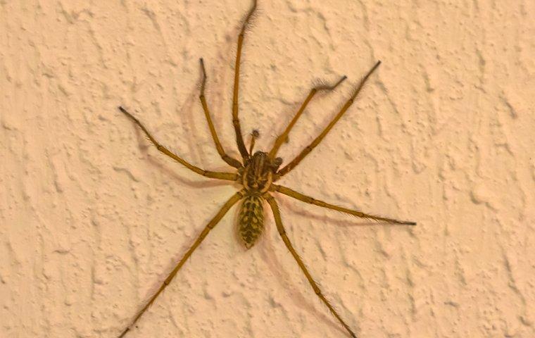 Let's Chat About Spiders In The Bay Area