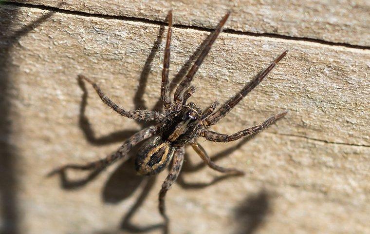 Blog - Pest Spotlight: Tackling Spider Problems In The Bay Area