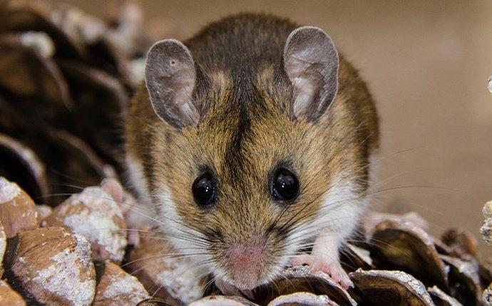 Blog - The Best Way To Get Rid of Rodents In The Bay Area