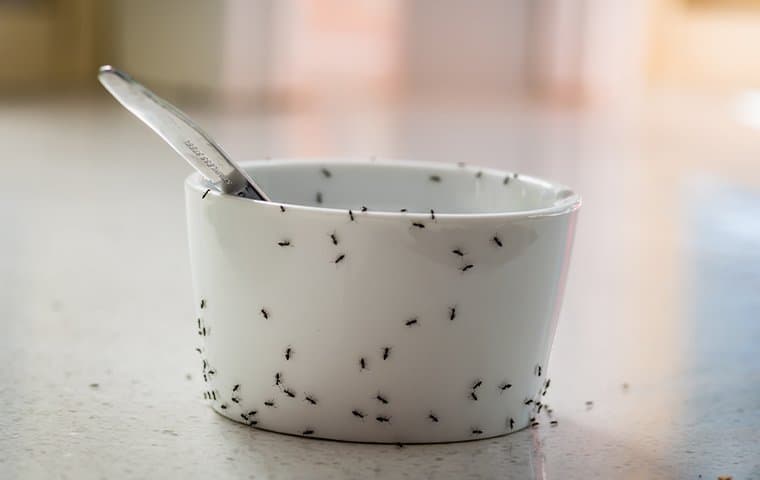 Ants Be Gone: Effective Ant Control Solutions For Homes In The Bay Area