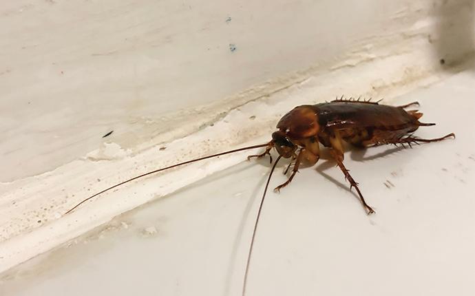 Blog - A Step-By-Step Cockroach Prevention Guide For San Jose Homeowners