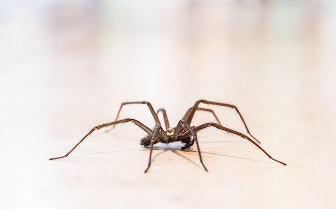 Blog - How To Stop A Spider Infestation Before It Starts In The Bay Area