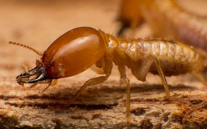 Blog - The Bay Area's Complete Guide To Effective Termite Control