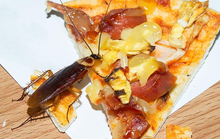 Blog - How To Keep Roaches Out Of Your Restaurant In The Bay Area
