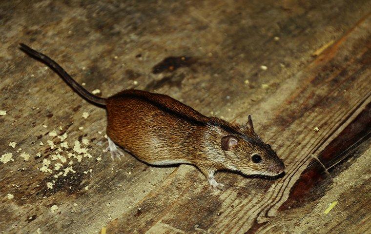 Rat Infestations: How To Identify, Prevent And Eliminate Them In The ...
