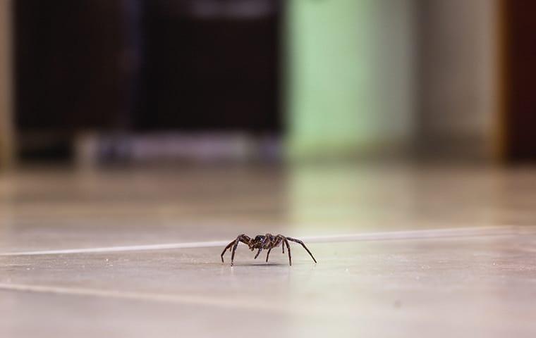 Spider Control Made Easy: A Comprehensive Guide For Homeowners In The ...
