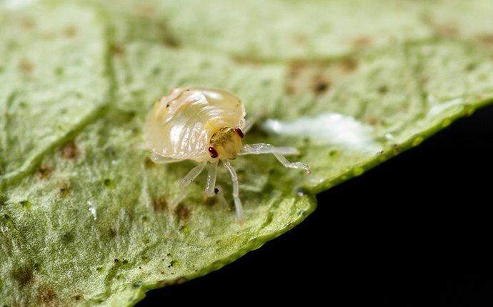 Blog - What You Ought To Know If You Have Mites On Your Bay Area, CA ...