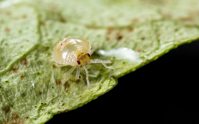 Blog - Are You Dealing With A Mite Invasion In The Bay Area?
