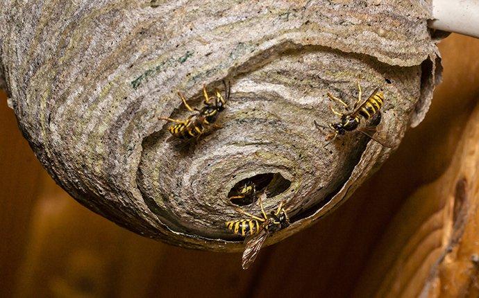 Blog - A Helpful Guide To Wasp Control For The Bay Area
